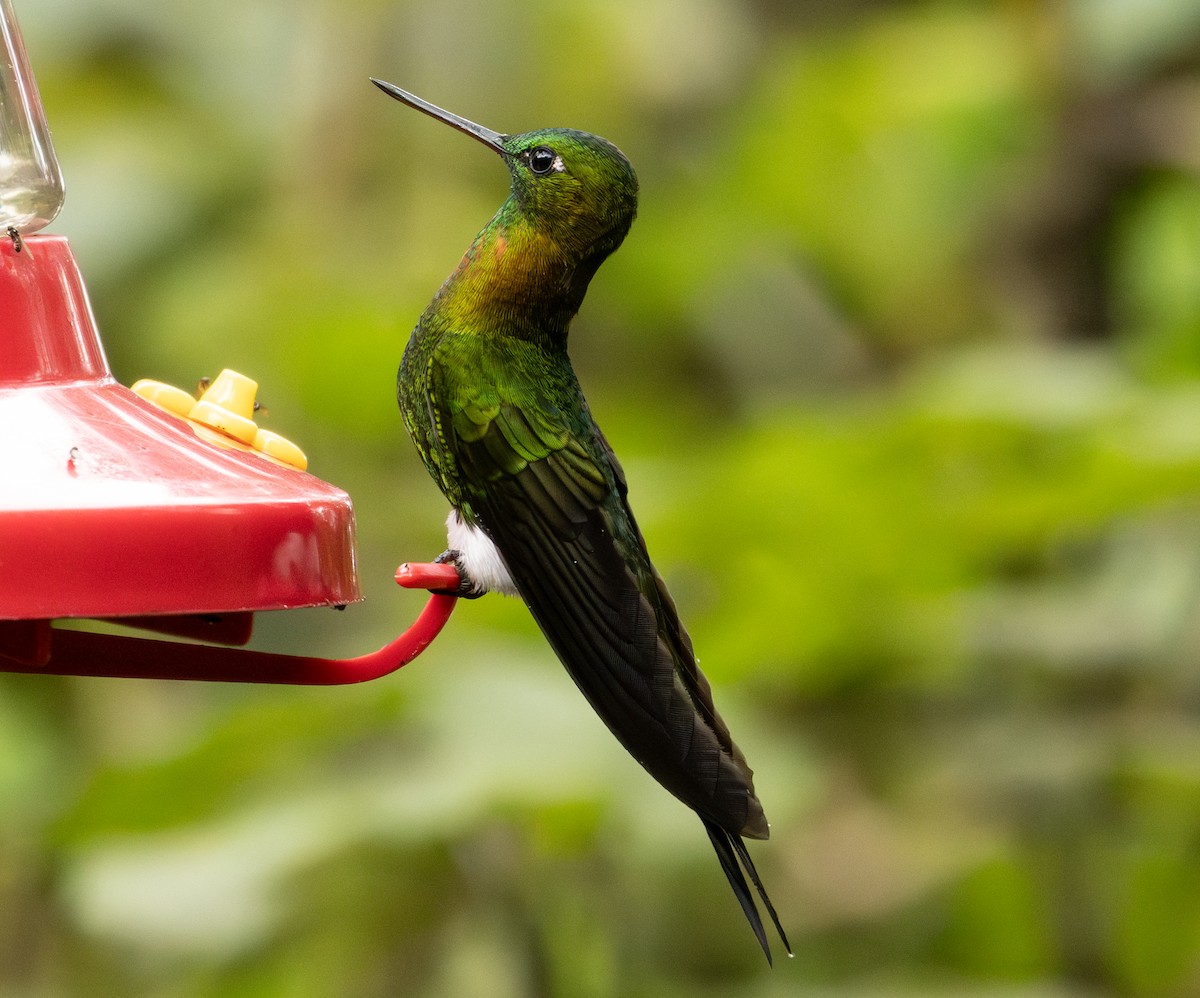 eBird Checklist - 16 Nov 2025 - Reserva Yanacocha--Trocha Inca (main ...