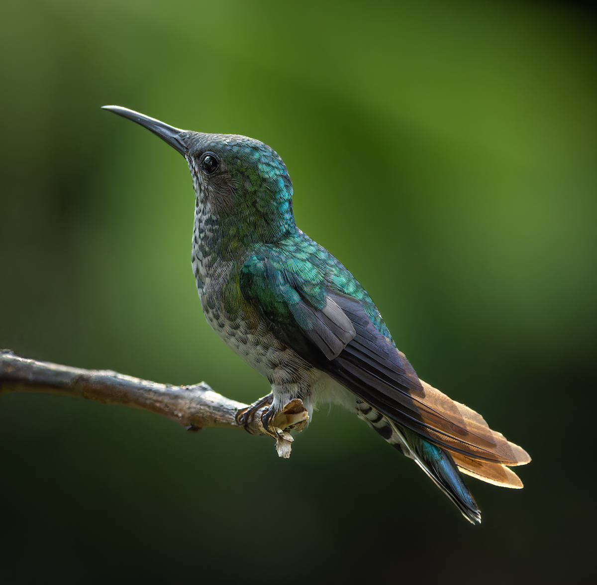 eBird Checklist - 11 Dec 2025 - Tandayapa Bird Lodge - 32 species