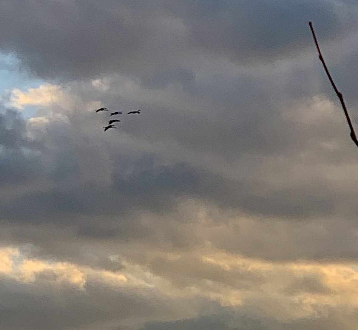 eBird Checklist - 25 Dec 2025 - King’s Bridge Conservation Area - 17 ...