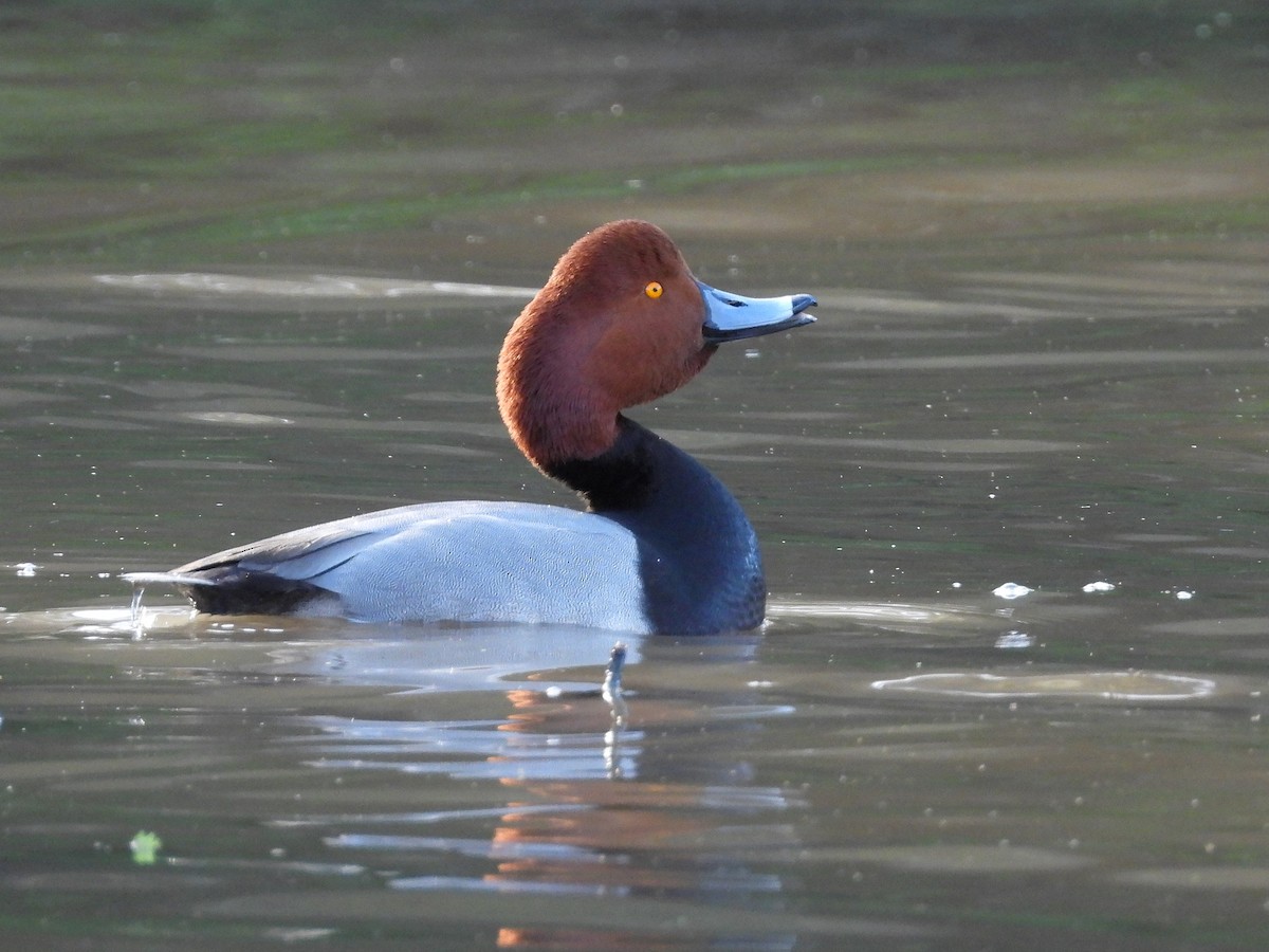 eBird Checklist - 25 Dec 2025 - Don Castro Regional Recreation Area ...