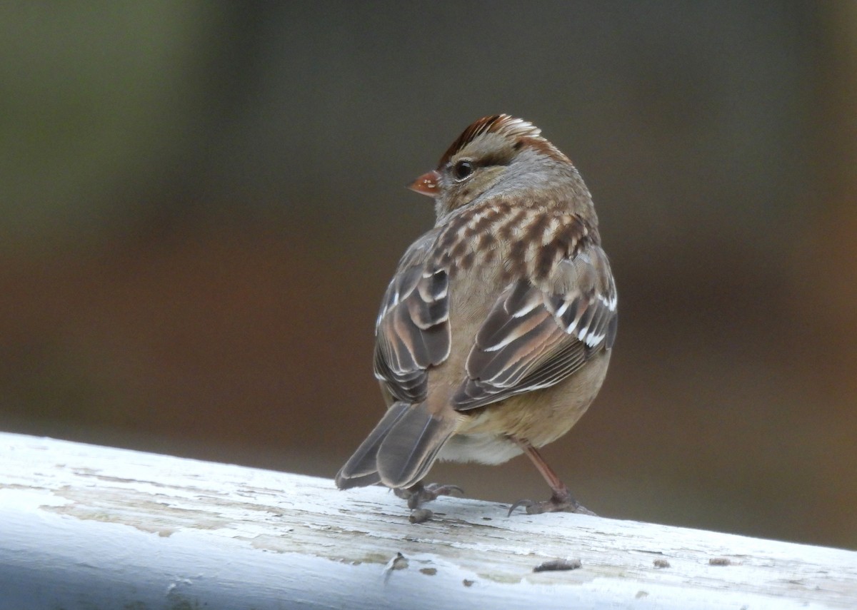 eBird Checklist - 25 Dec 2025 - PRIVATE Lakeshore Rd, Deckerville US-MI ...