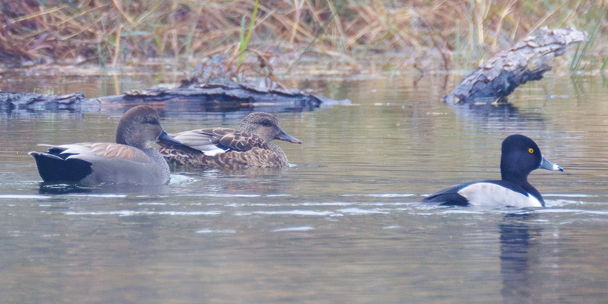 eBird Checklist - 20 Dec 2025 - Uvalde Fish Hatchery (HOTW 027) - 33 ...