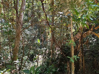 Pai Basin Wildlife Sanctuary--forested rd. at ~1000m asl, Mae Hong Son ...
