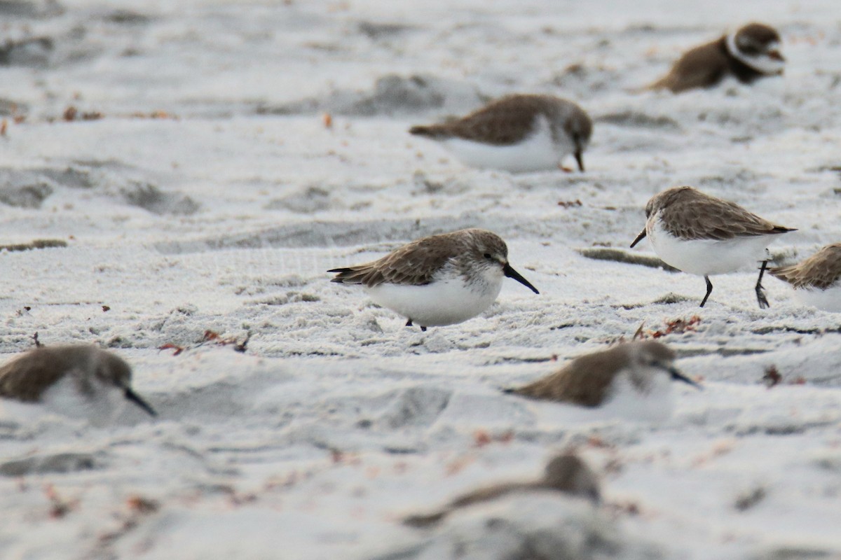 eBird Checklist - 4 Dec 2025 - Anastasia SP - 14 species