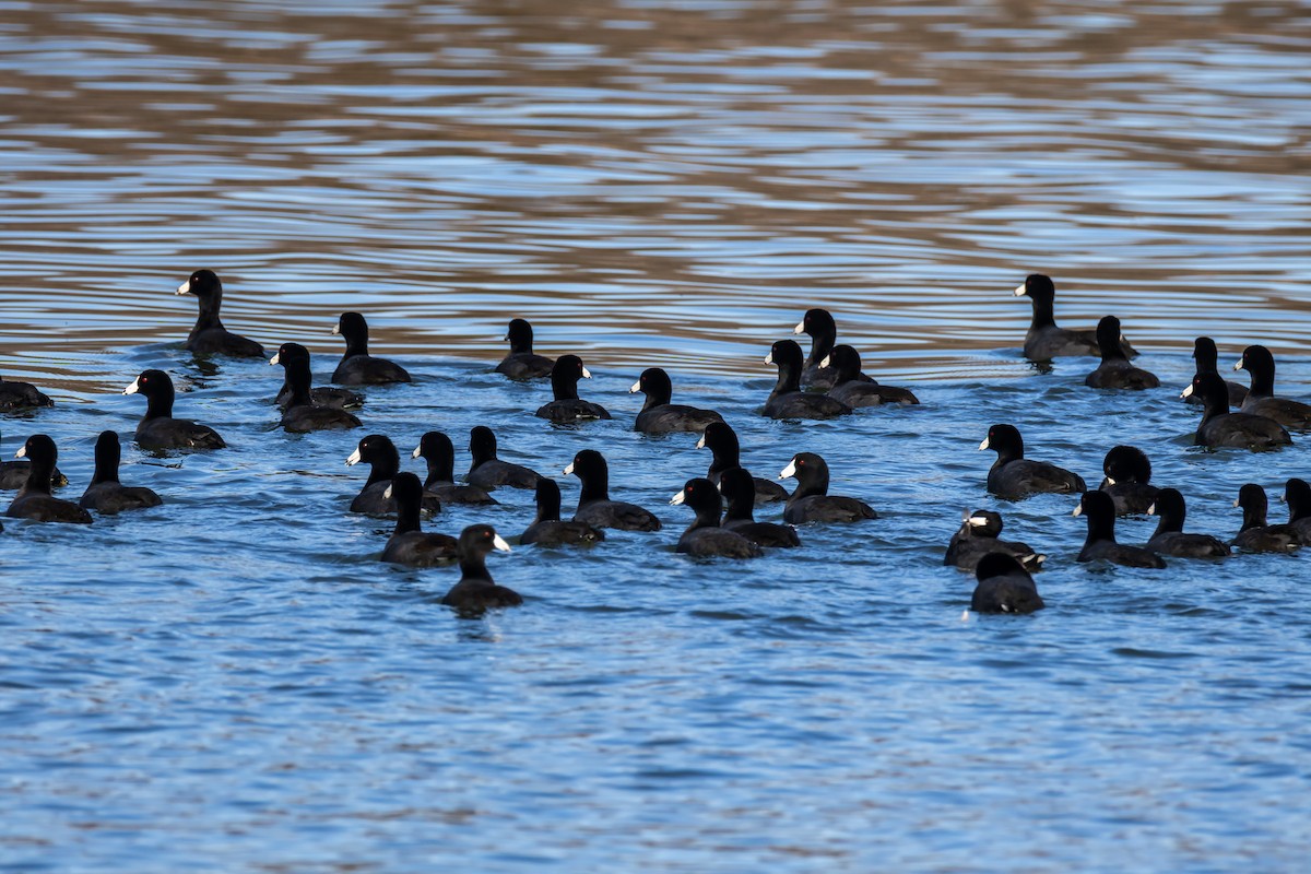 eBird Checklist - 26 Dec 2025 - Ray Roberts Lake SP--Isle du Bois (PPW ...