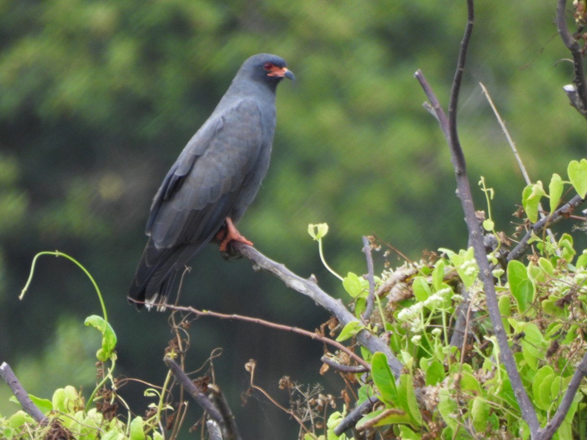 ML647585732 - Snail Kite - Macaulay Library