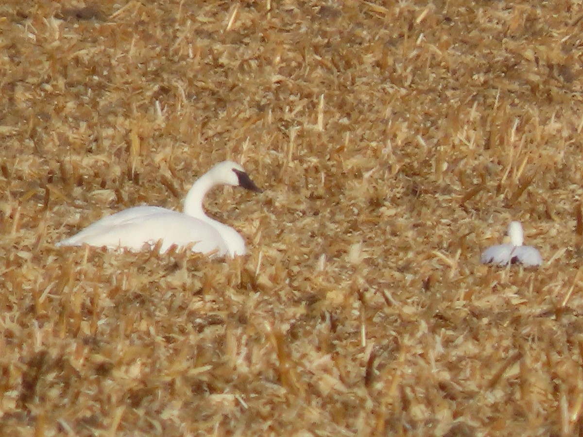 eBird Checklist - 20 Dec 2025 - 8933 West Raymond Road, Raymond ...