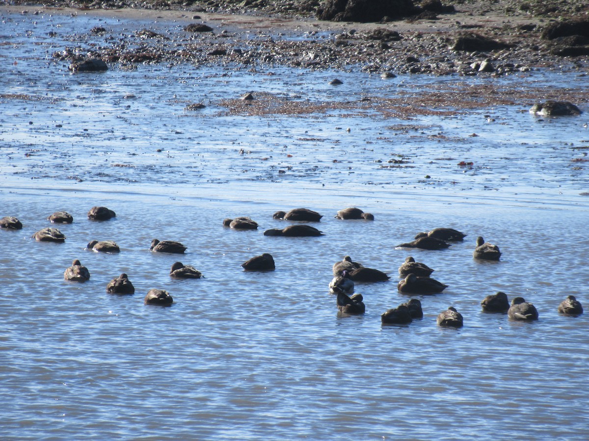 eBird Checklist - 12 Dec 2025 - Marshlands Conservancy - 26 species