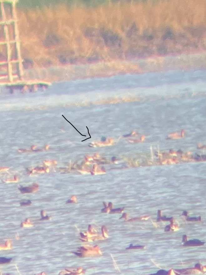 eBird Checklist - 26 Dec 2025 - Candaba Marsh - 45 species