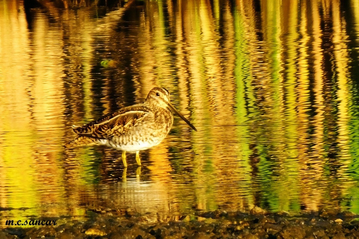 ML647592890 - Common Snipe - Macaulay Library
