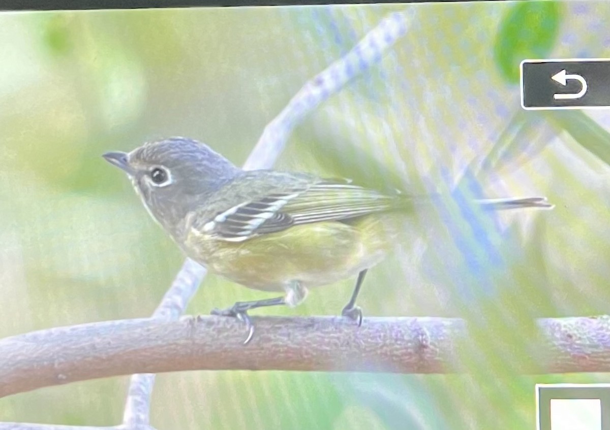 eBird Checklist - 22 Dec 2025 - Riverside, University of California ...