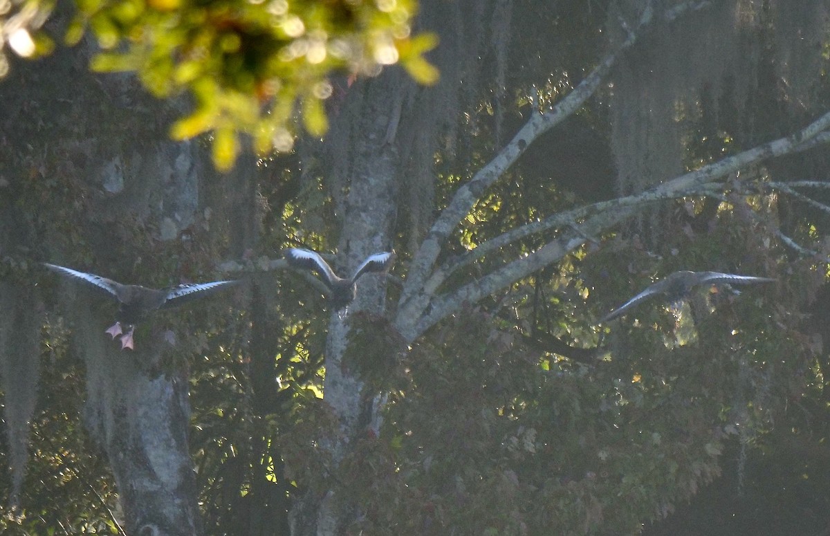 eBird Checklist - 27 Dec 2025 - Brooker Creek Preserve & Surrounding ...