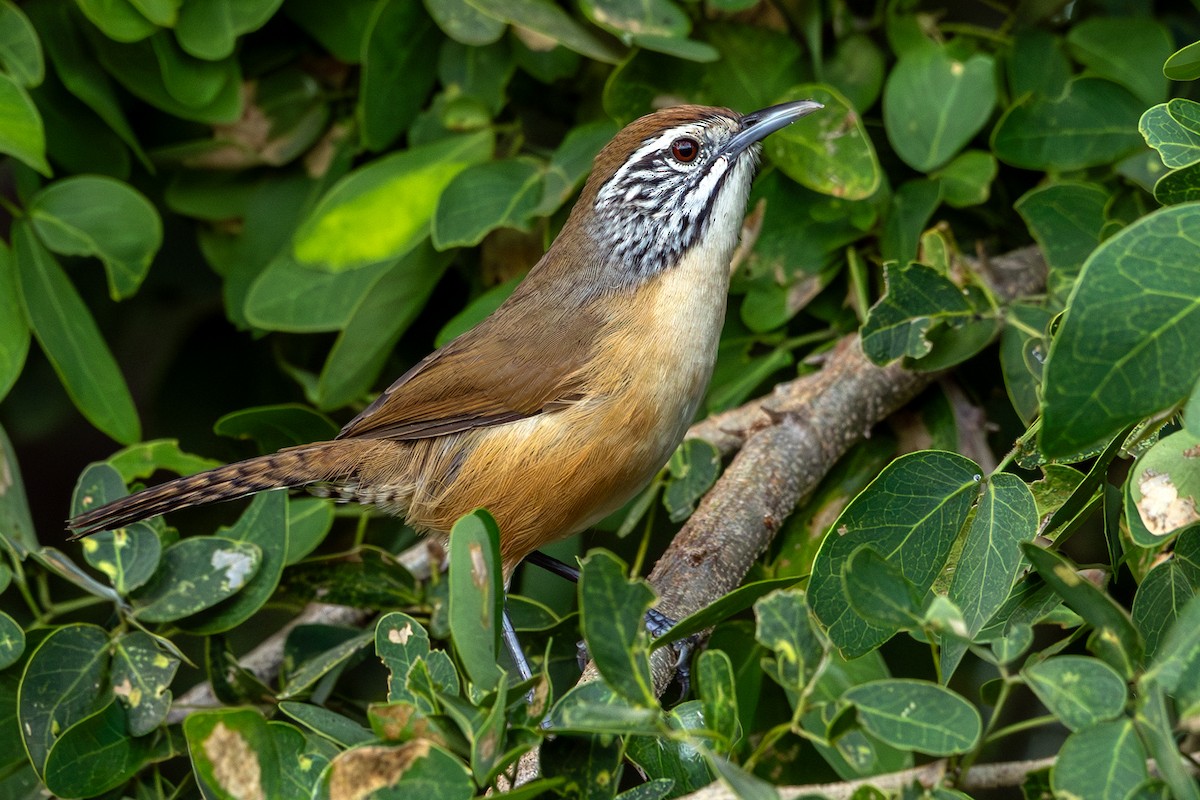 ML647625619 - Happy Wren - Macaulay Library