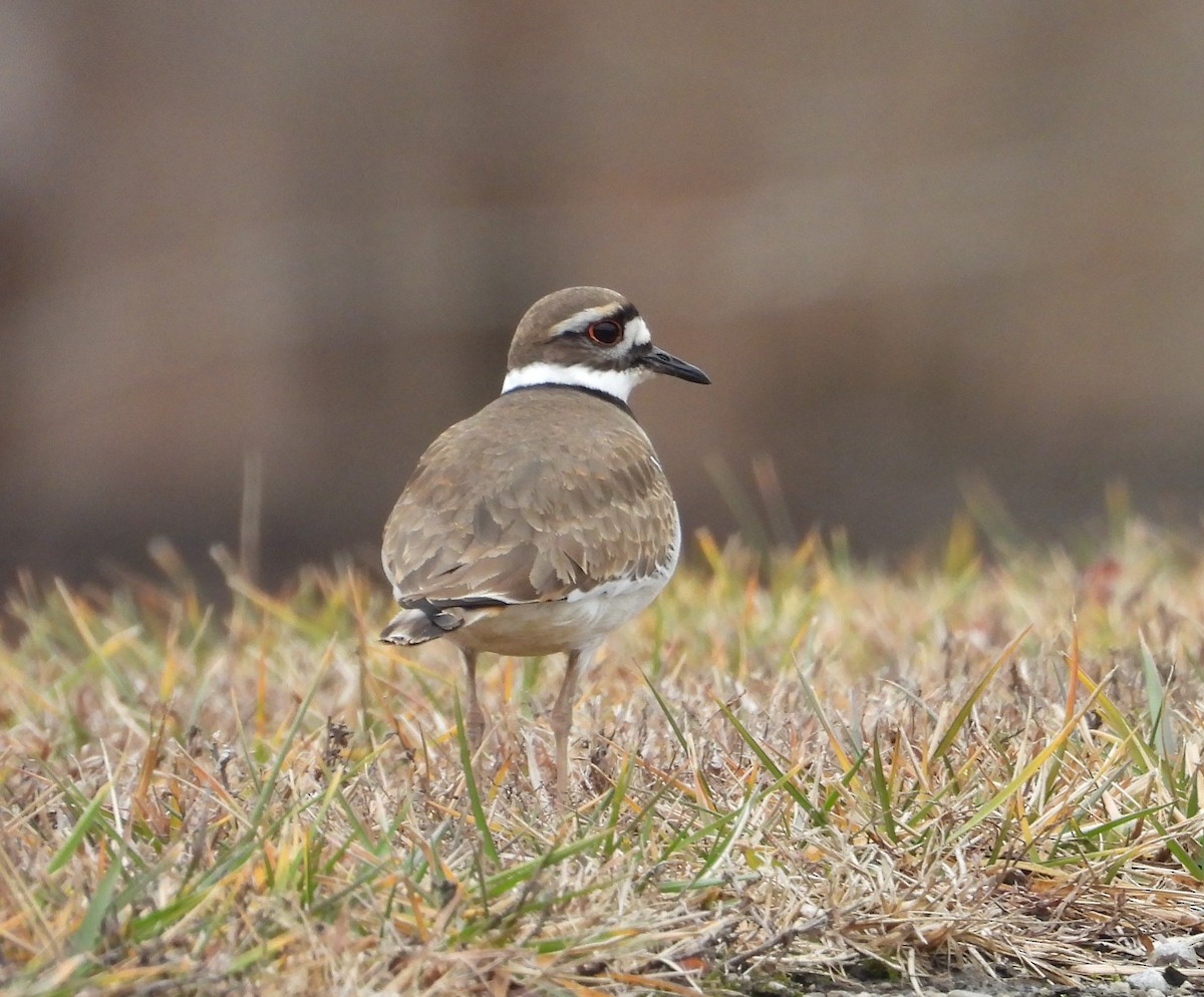eBird Checklist - 27 Dec 2025 - North Bend SP--Eldon Haught Lakeside ...