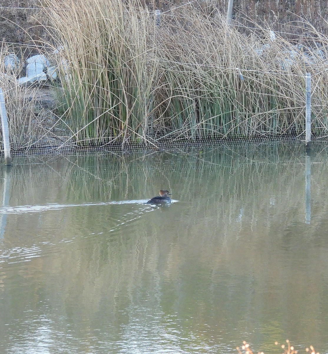 eBird Checklist - 27 Dec 2025 - Amazon Pond - 11 species