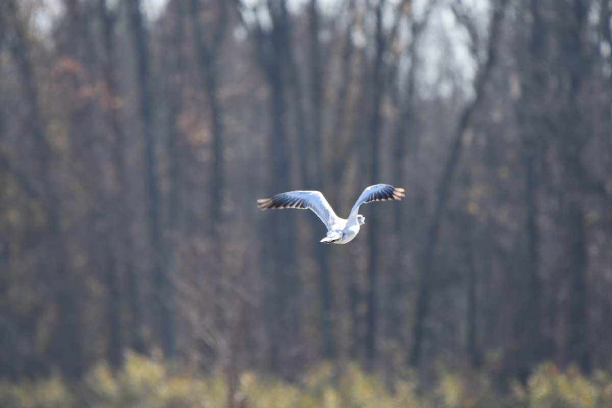 eBird Checklist - 27 Dec 2025 - Phinizy Swamp Nature Park - 31 species