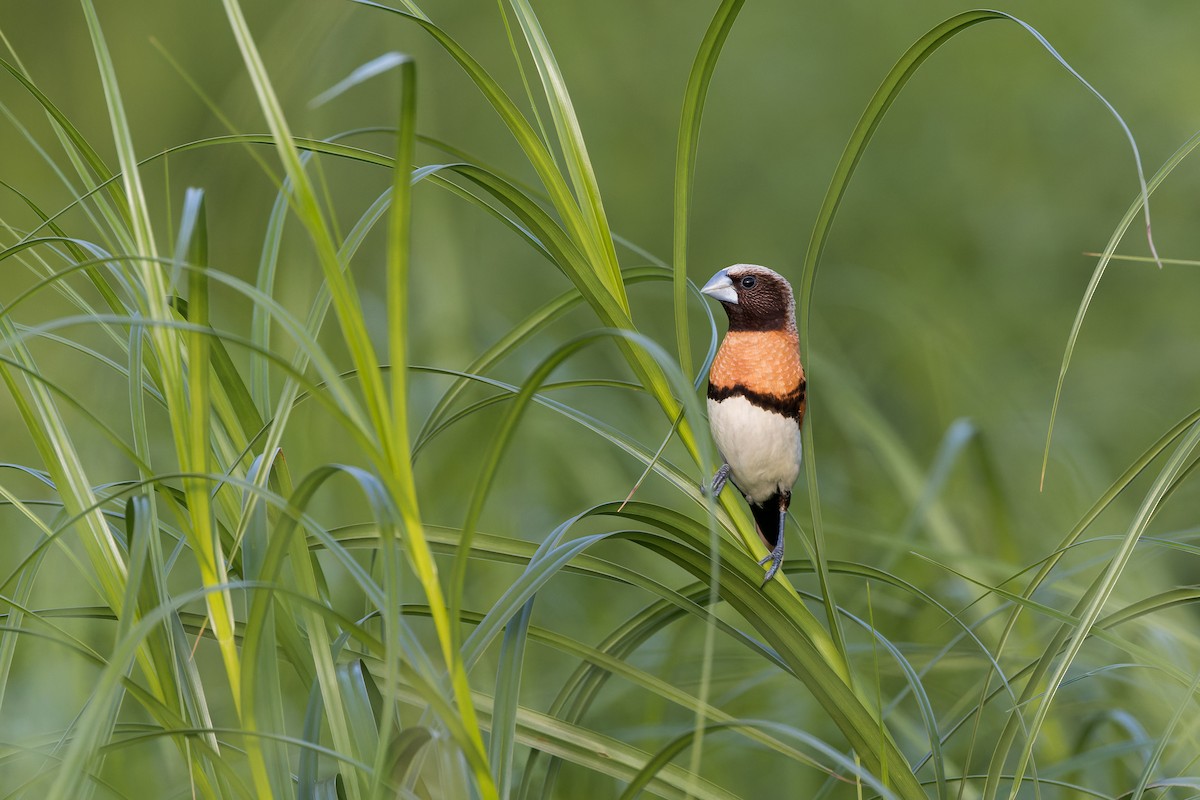 ML647657868 - Chestnut-breasted Munia - Macaulay Library