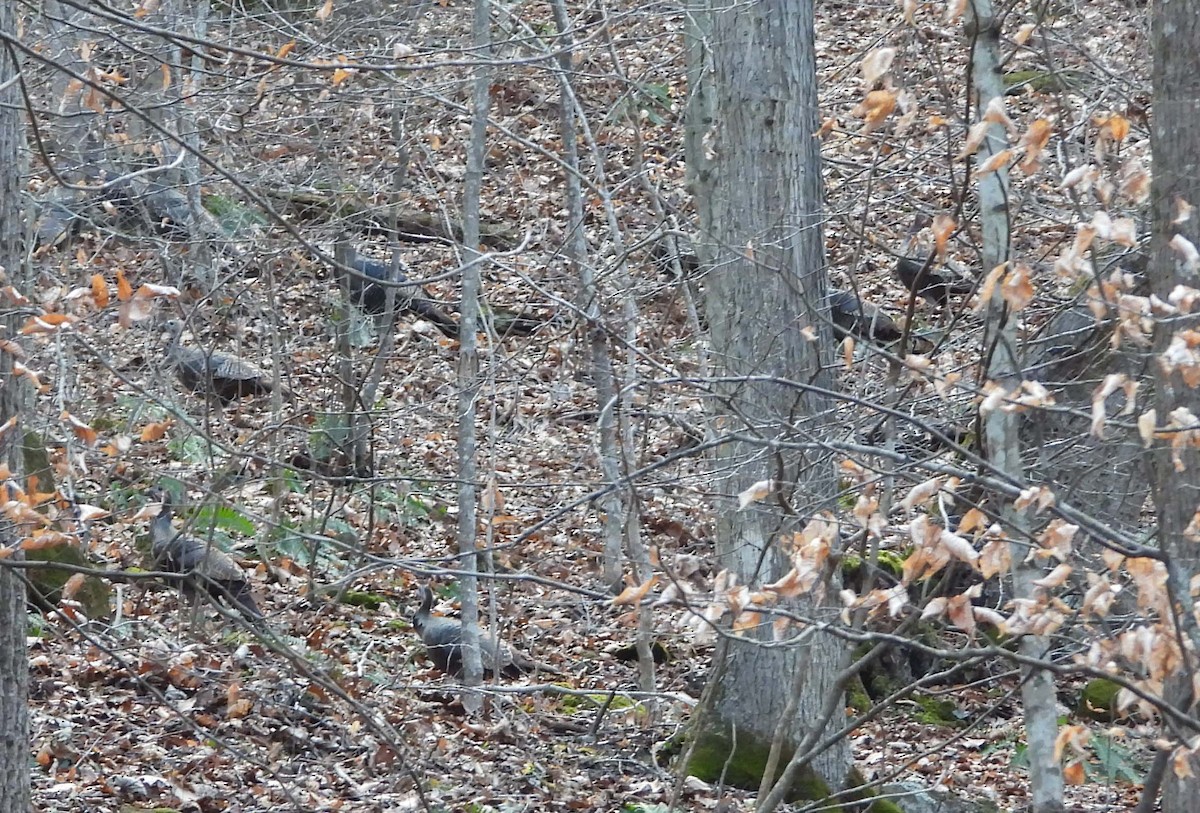 eBird Checklist - 27 Dec 2025 - Bear Springs Road, Pearisburg, Virginia ...