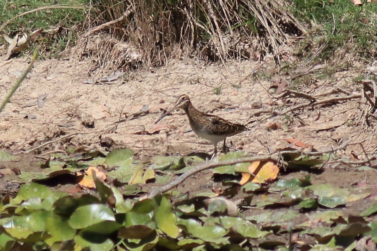 eBird Checklist - 29 Nov 2025 - Darkes Forest - 15 species