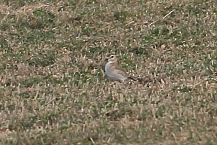 eBird Checklist - 27 Dec 2025 - Overton WMA - 42 species