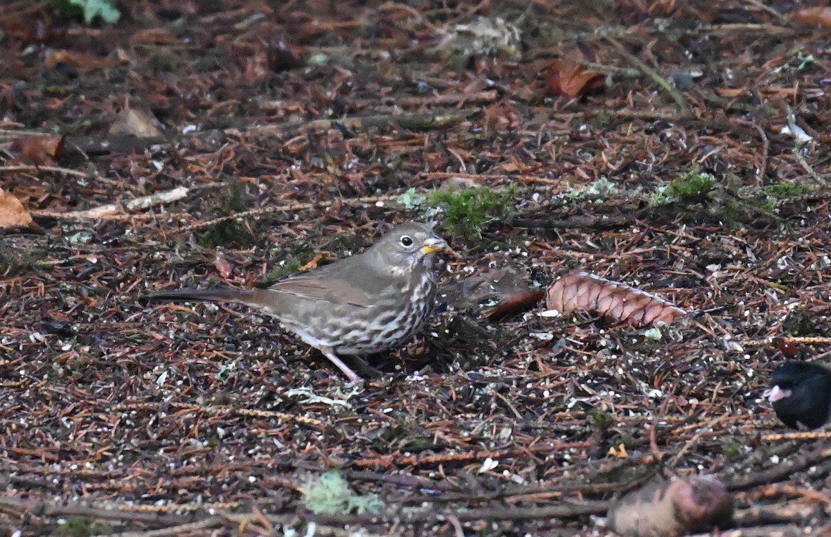 eBird Checklist - 27 Dec 2025 - Centennial Trail--Lake Cassidy area ...
