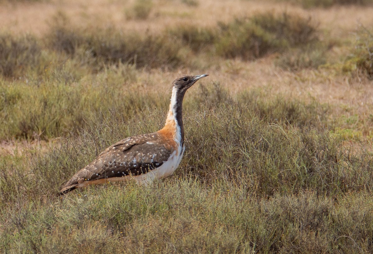 eBird Checklist - 24 Dec 2024 - Addo Ele. NP--Main Game Viewing Area ...