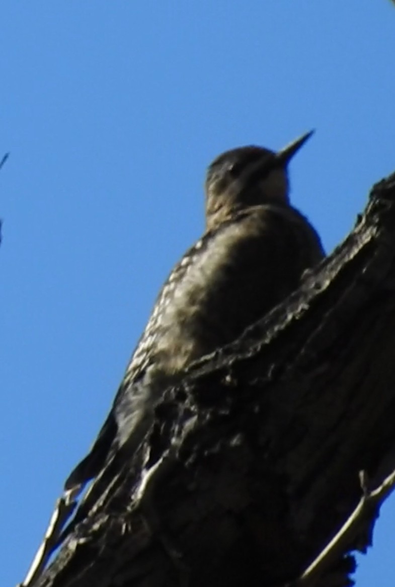 eBird Checklist - 28 Dec 2025 - Payson City Cemetery - 6 species