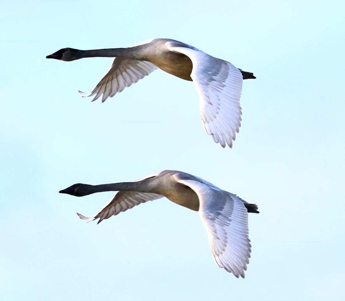 eBird Checklist - 27 Dec 2025 - Boe Rd., Stanwood - 21 species
