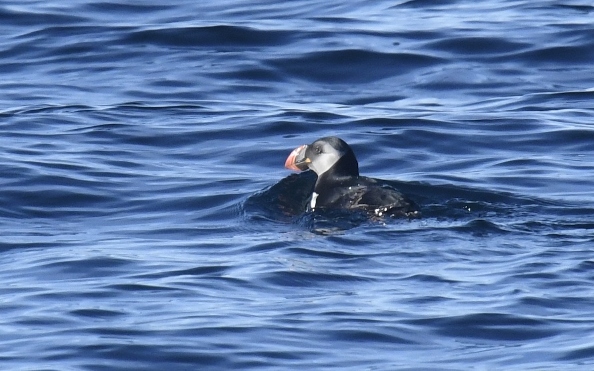 eBird Checklist - 28 Dec 2025 - Jeffrey's Ledge (NH) CBC circle center ...
