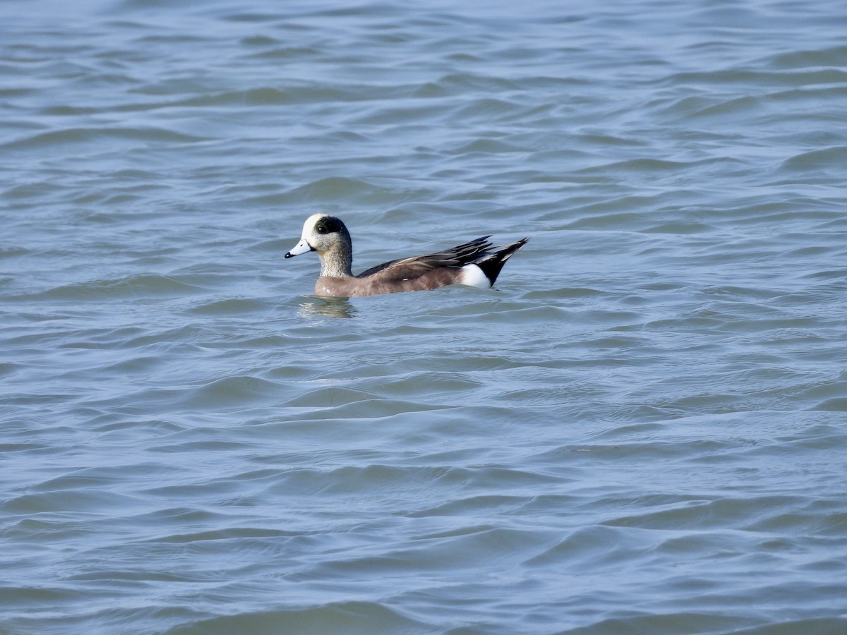 eBird Checklist - 28 Dec 2025 - South Padre Is.--Birding and Nature ...