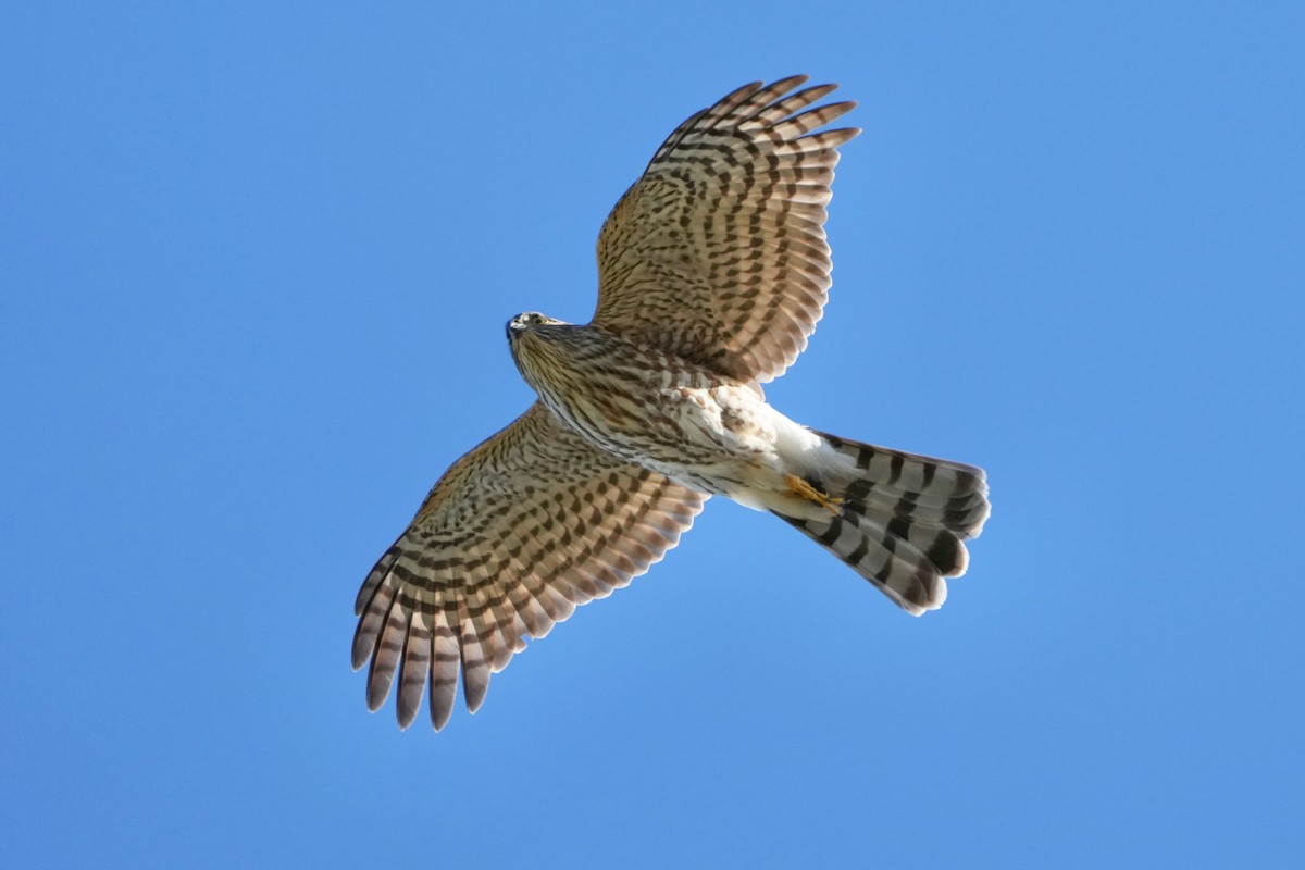 eBird Checklist - 28 Dec 2025 - Mt. Wilson Observatory - 21 species (+1 ...