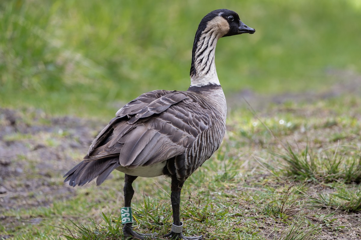 eBird Checklist - 9 Dec 2025 - Hakalau Forest NWR--Pua Akala Tract ...