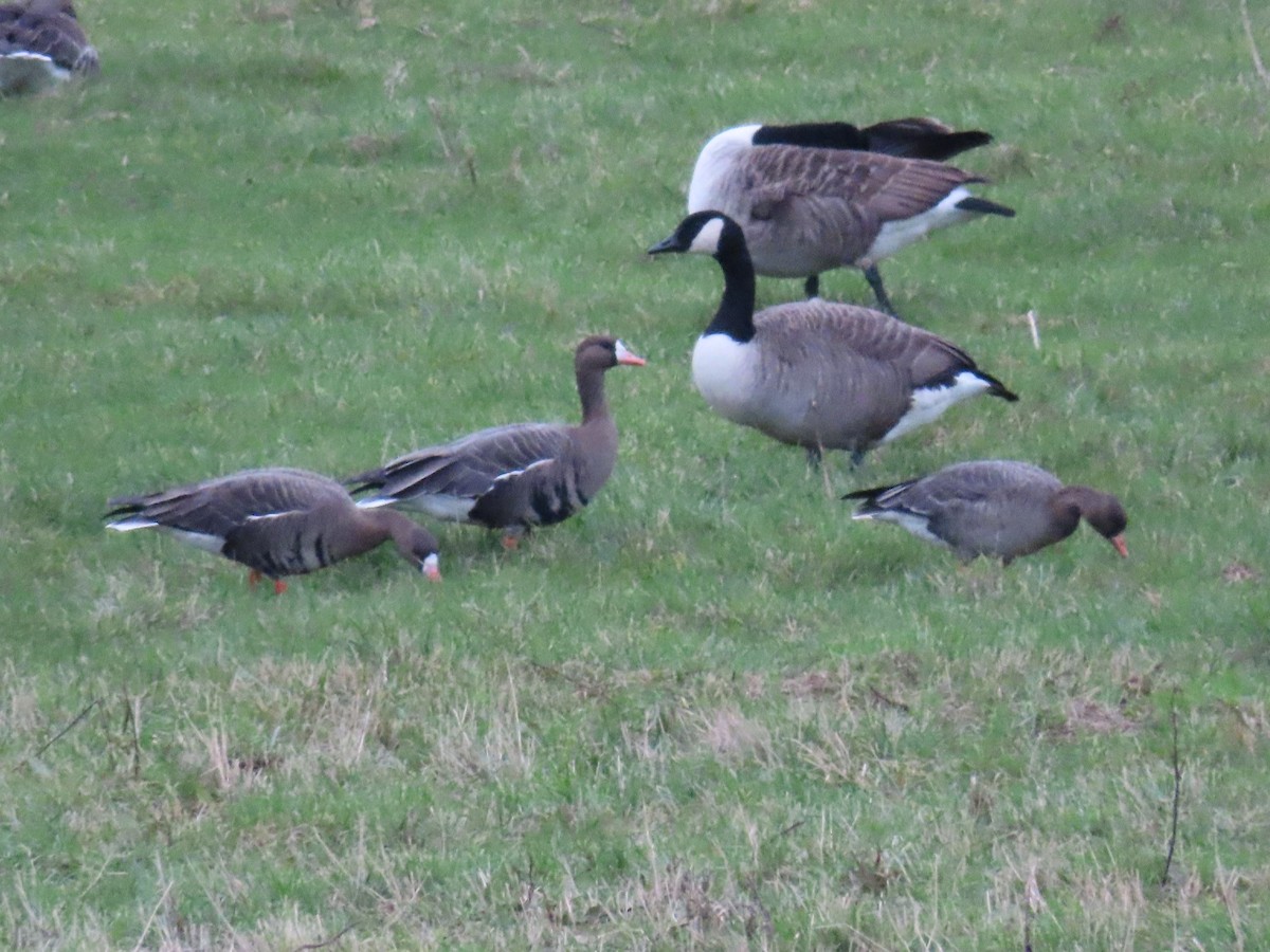 eBird Checklist - 29 Dec 2025 - Rainham Marshes RSPB Reserve, SSSI and ...