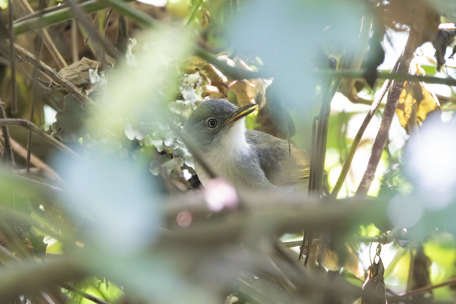 Yellow-streaked Greenbul (Yellow-streaked) - eBird