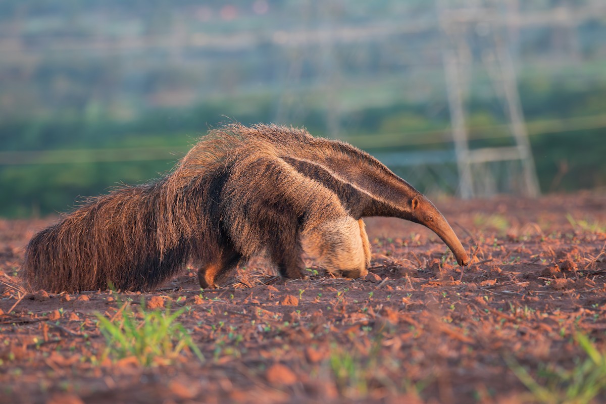 ML647756321 - Giant Anteater - Macaulay Library