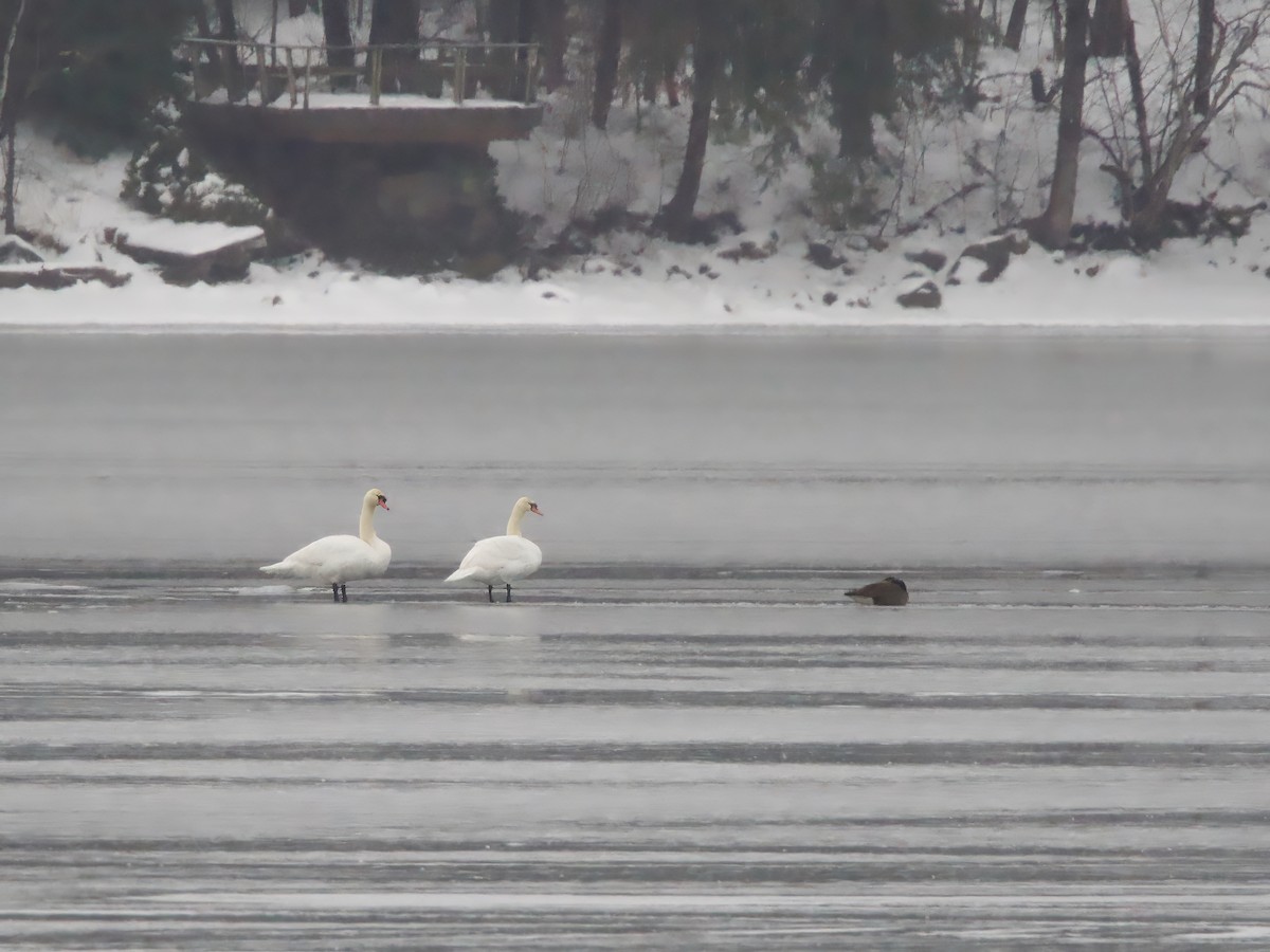 eBird Checklist - 29 Dec 2025 - Stockbridge Bowl - 3 species
