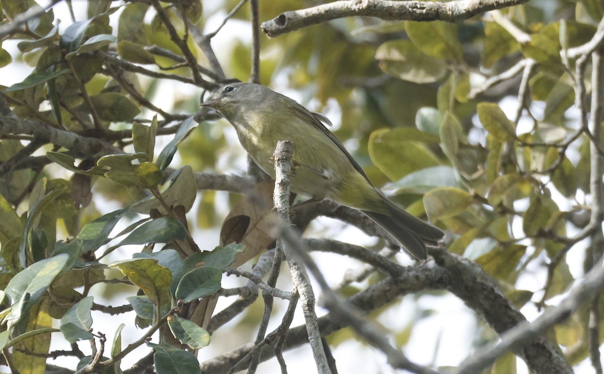 eBird Checklist - 27 Nov 2025 - Frenchman's Forest Nature Preserve - 16 ...