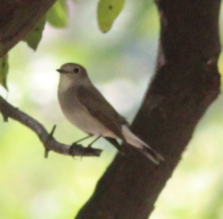 ML647800578 - Taiga Flycatcher - Macaulay Library