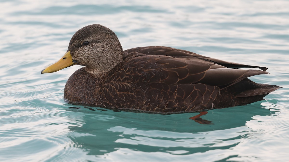 eBird Checklist - 22 Dec 2025 - Montrose Point Bird Sanctuary, Lincoln ...