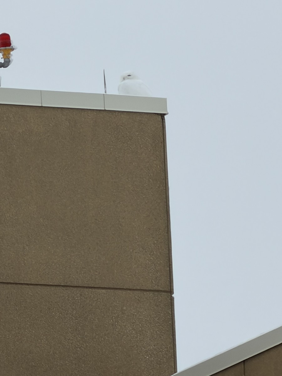 eBird Checklist - 30 Dec 2025 - MSP Aircraft Viewing Area, Cargo Rd - 1 ...