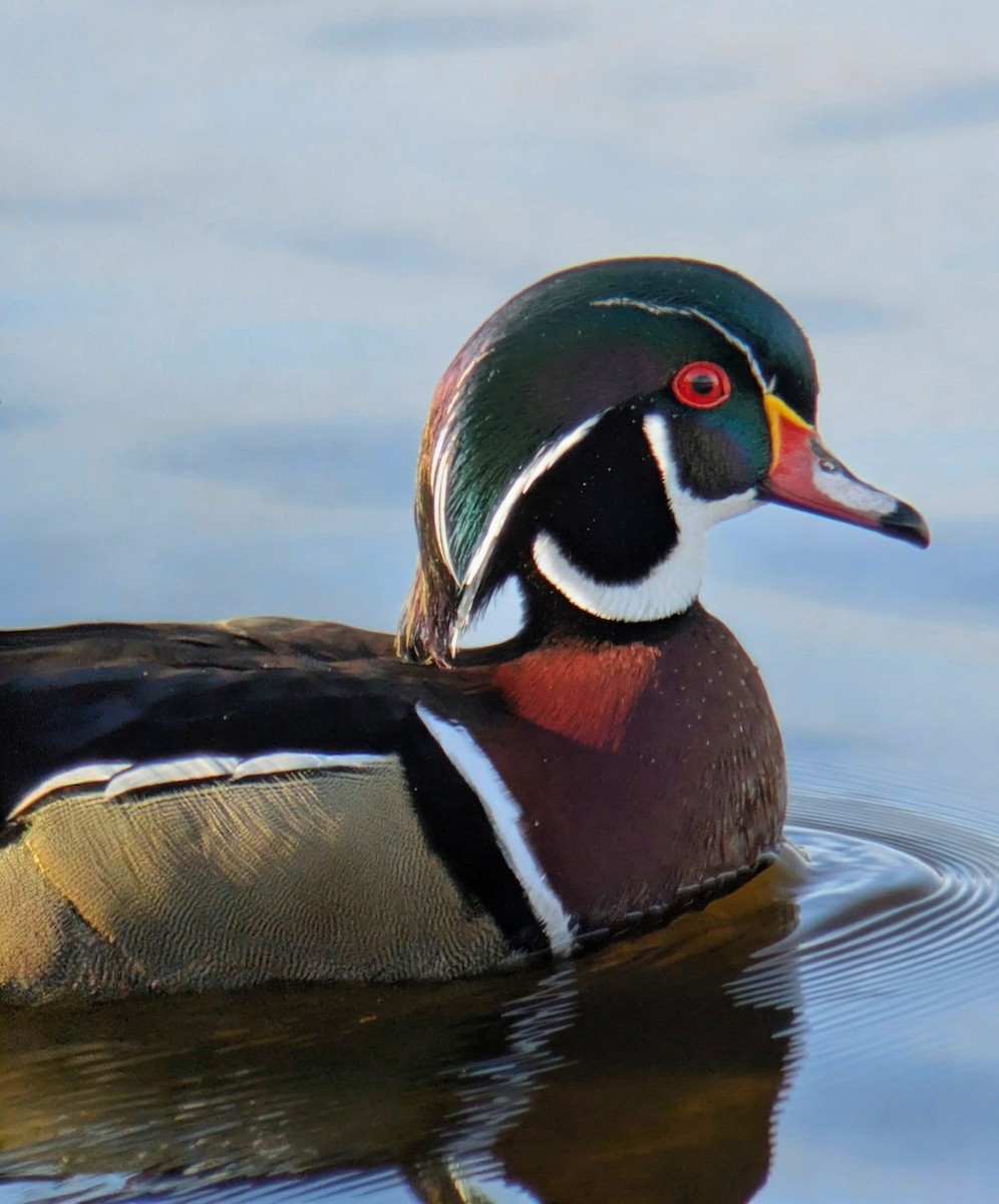 Wood Duck Aix Sponsa Media Search Macaulay Library And Ebird