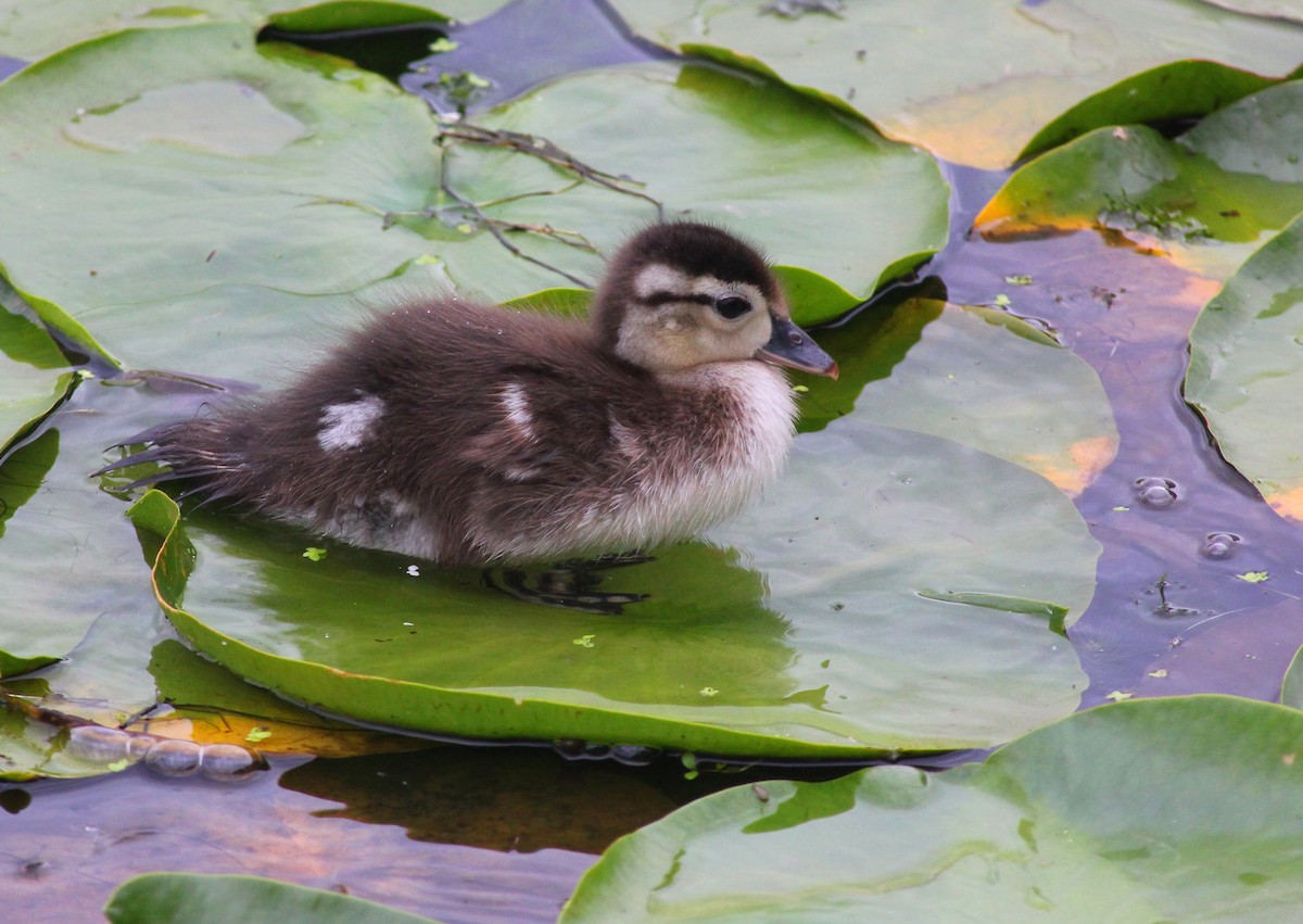 Wood Duck - Aix sponsa - Media Search - Macaulay Library and eBird