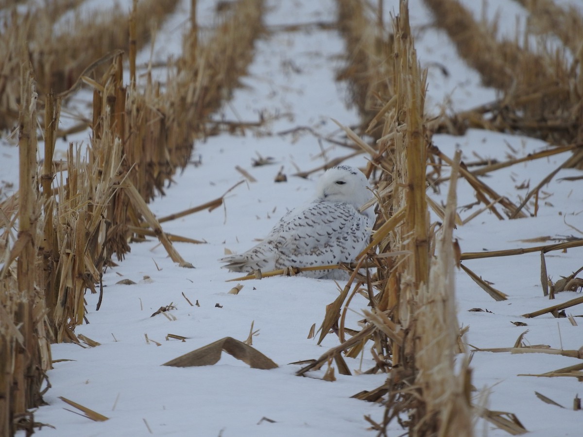 eBird Checklist - 30 Dec 2025 - East Meadows, Northampton - 7 species