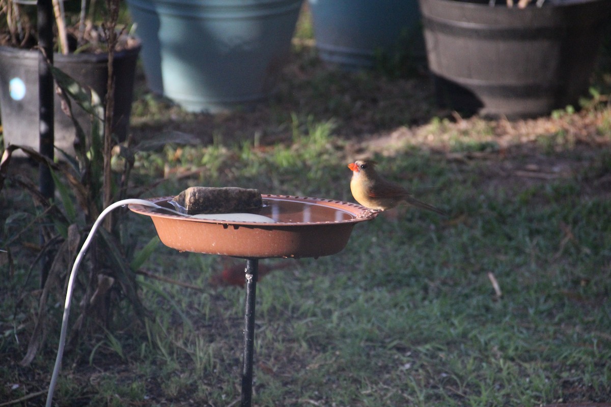 ML647860352 - Northern Cardinal - Macaulay Library