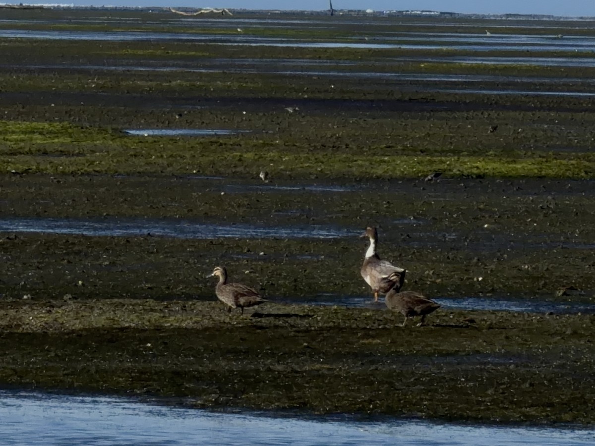 ML647873023 - Muscovy Duck - Macaulay Library