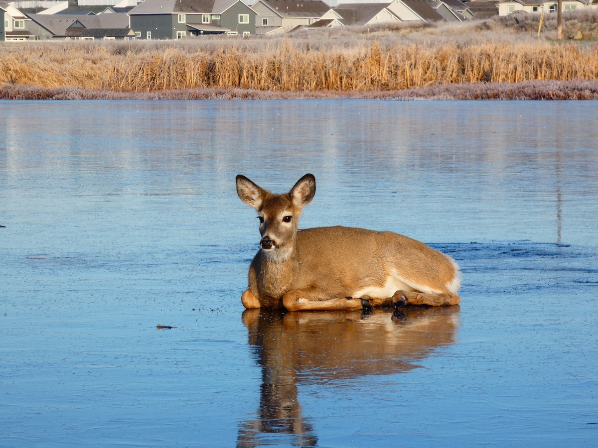 ML647905198 - White-tailed Deer - Macaulay Library