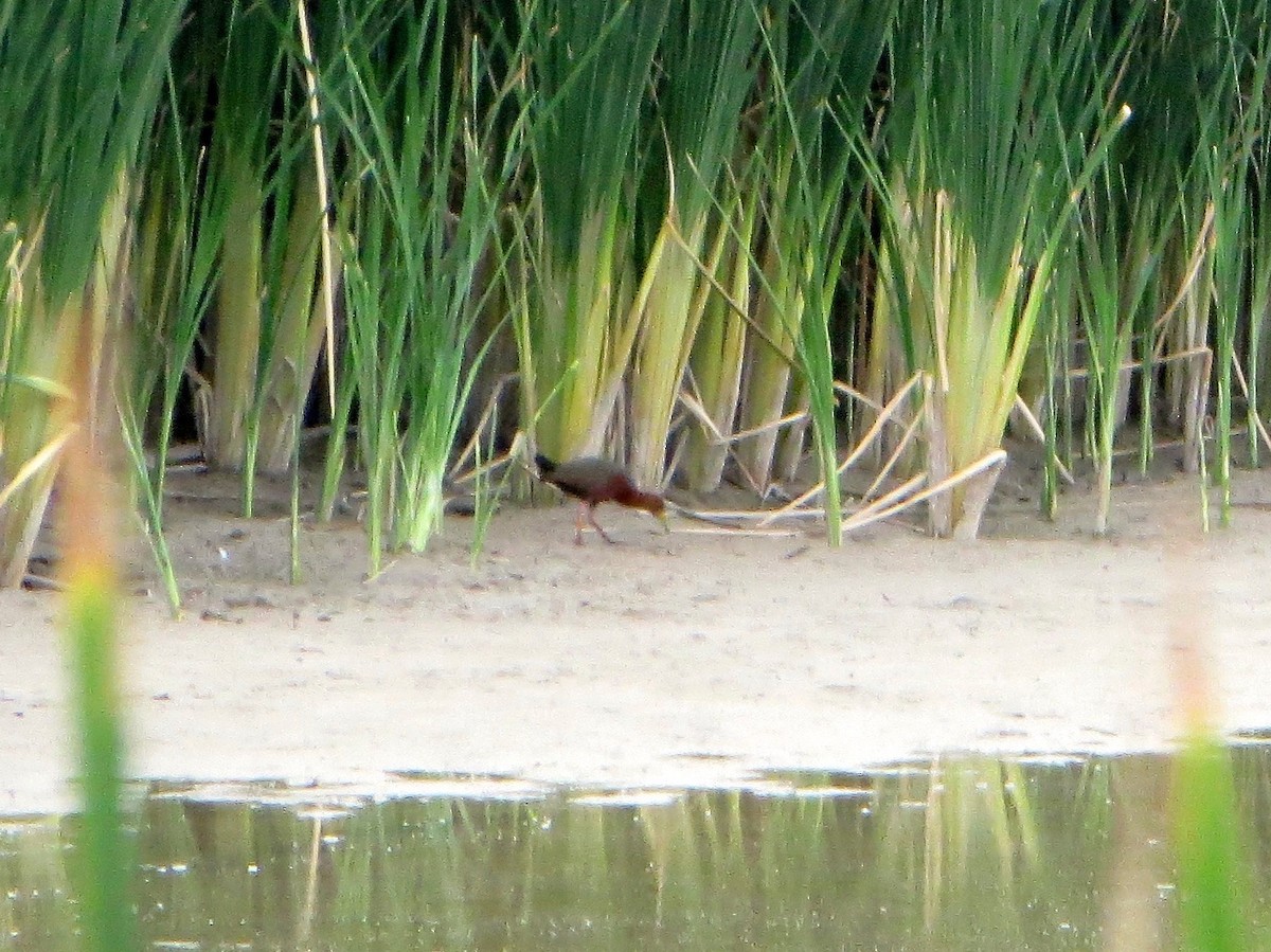 eBird Checklist - 7 Jul 2013 - Bosque del Apache NWR--Boardwalk Lagoon ...
