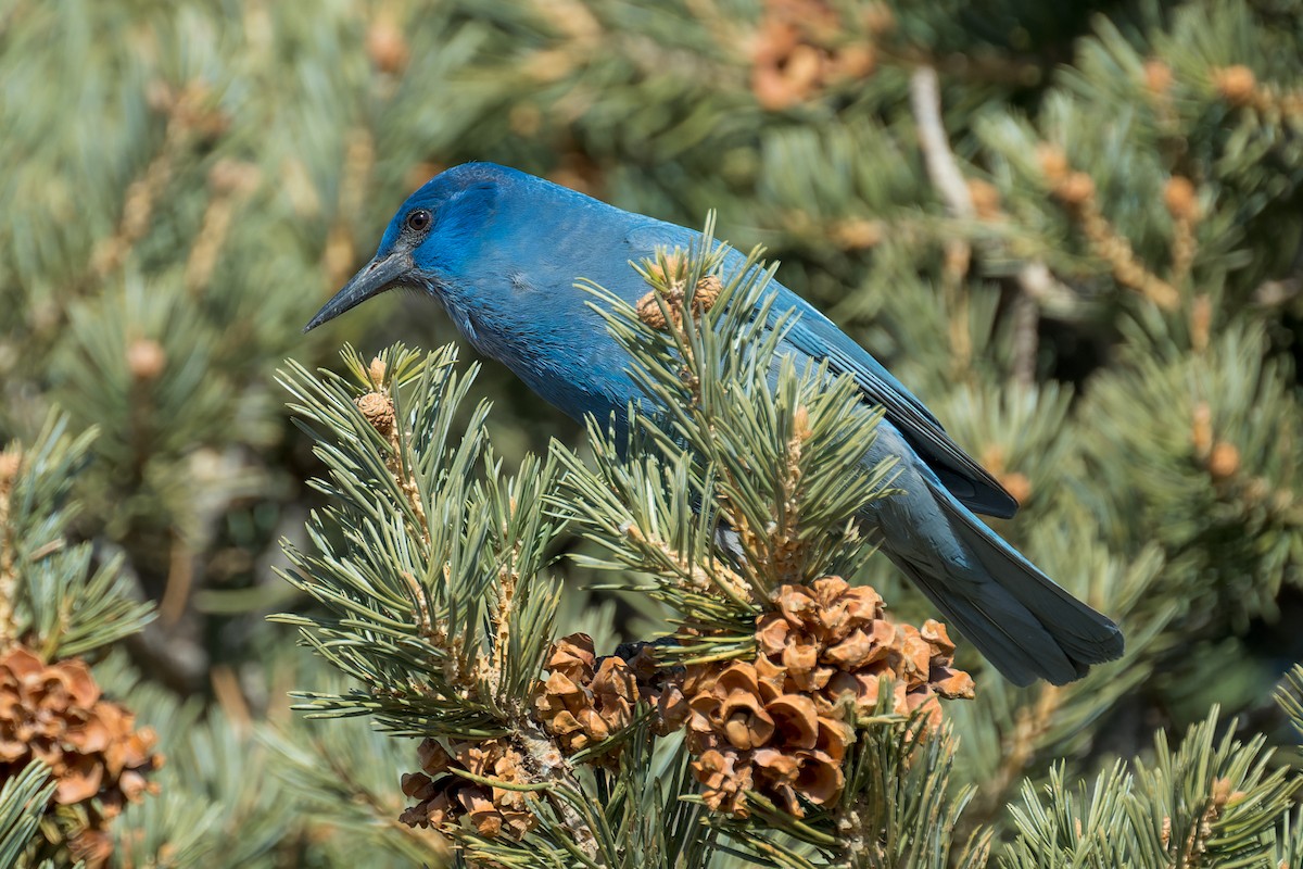 ML647907559 - Pinyon Jay - Macaulay Library