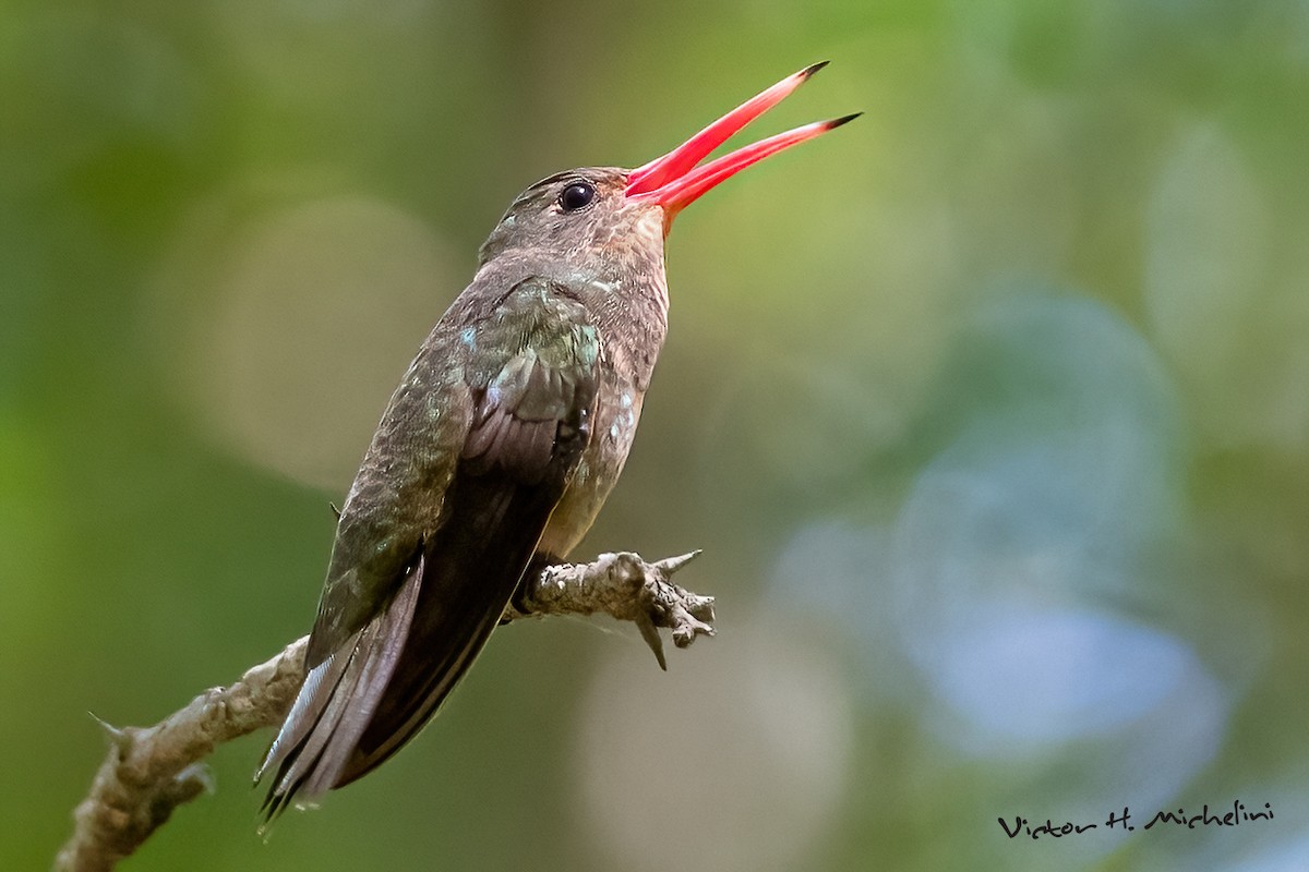 ML647912016 - Gilded Hummingbird - Macaulay Library