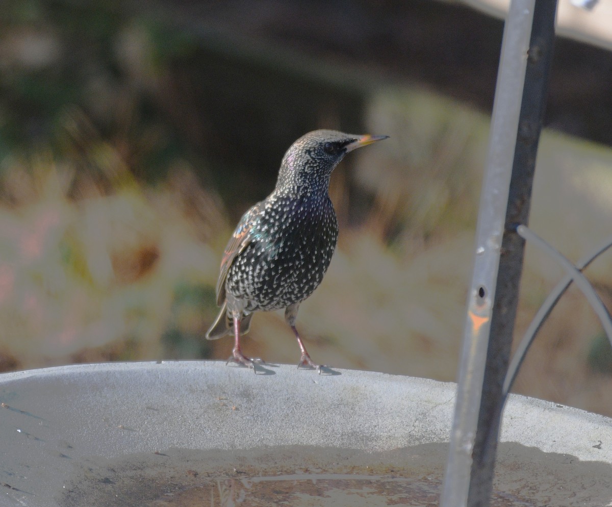 eBird Checklist - 31 Dec 2025 - Home, Kitty Hawk Bay Dr., Colington ...